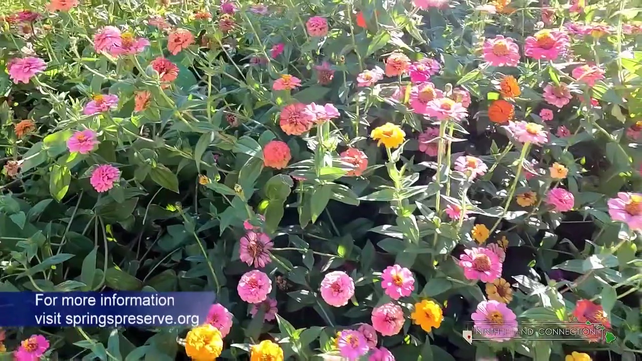 Watch Live - Spectrum Sports & Spectrum OC16