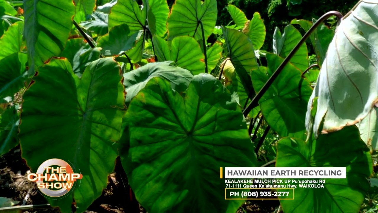 The Champ Show on Spectrum OC16