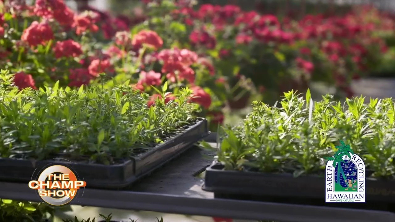 The Champ Show on Spectrum OC16