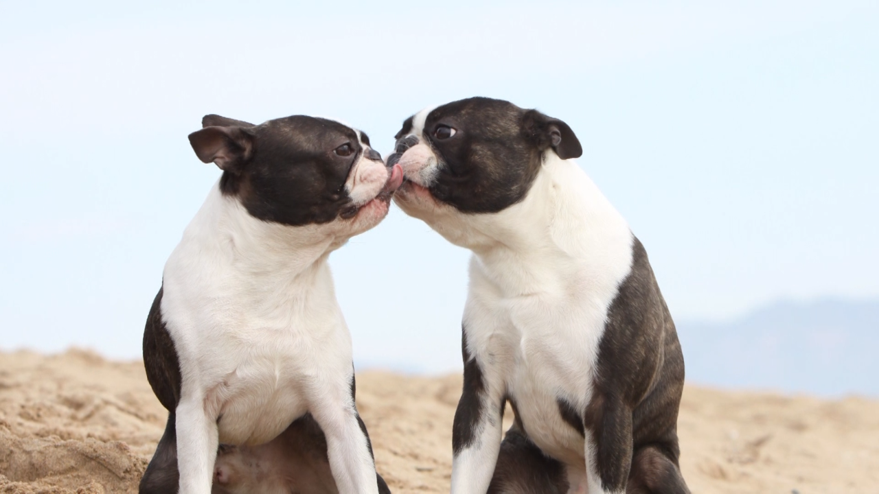 Watch Live - Spectrum Sports & Spectrum OC16